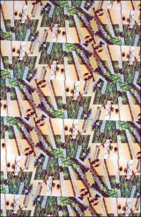 Library features the photography of Frank Shuback