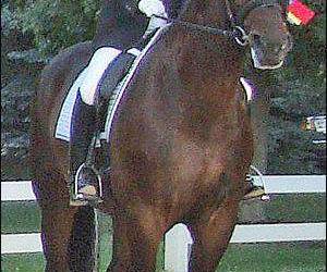 Warwick's Colleen Akin takes first place at Dressage Seat Medal Final