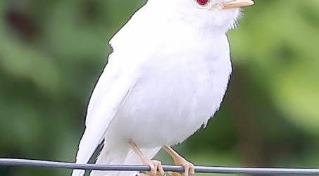Warwick. Nature never fails to amaze: A white Bluebird