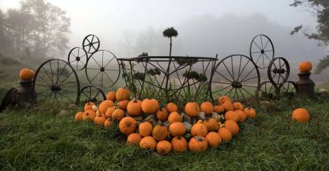 Pumpkins and wheels