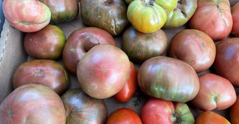 They may look ugly, but heirloom tomatoes taste great