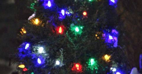 May the best tree win