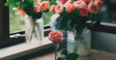 Warwick. Roses for veterans, senior citizens