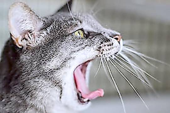 Florida. Warwick Valley Humane Society captures rabid cat