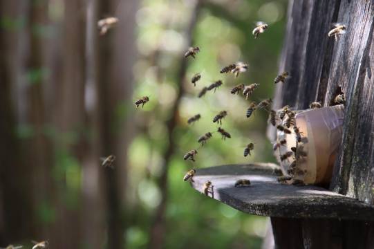 Bee apiary at Oasis Farm