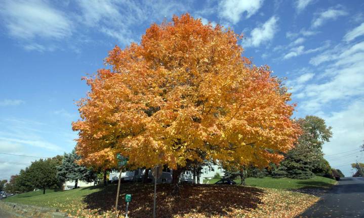 Fall foliage in Florida